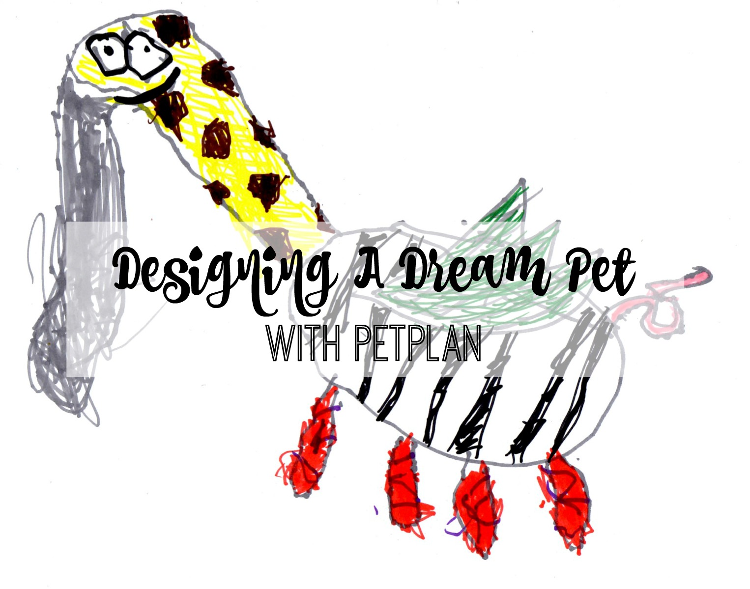 Designing A Dream Pet With Petplan - Lamb & Bear